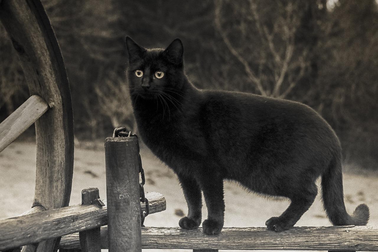 Pourquoi les gens sont-ils superstitieux